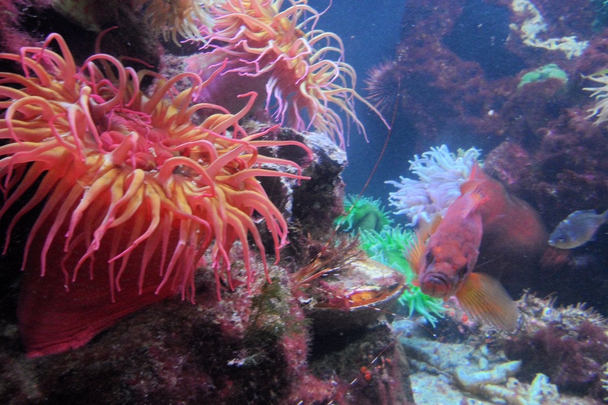 New England Aquarium | The Best Aquariums