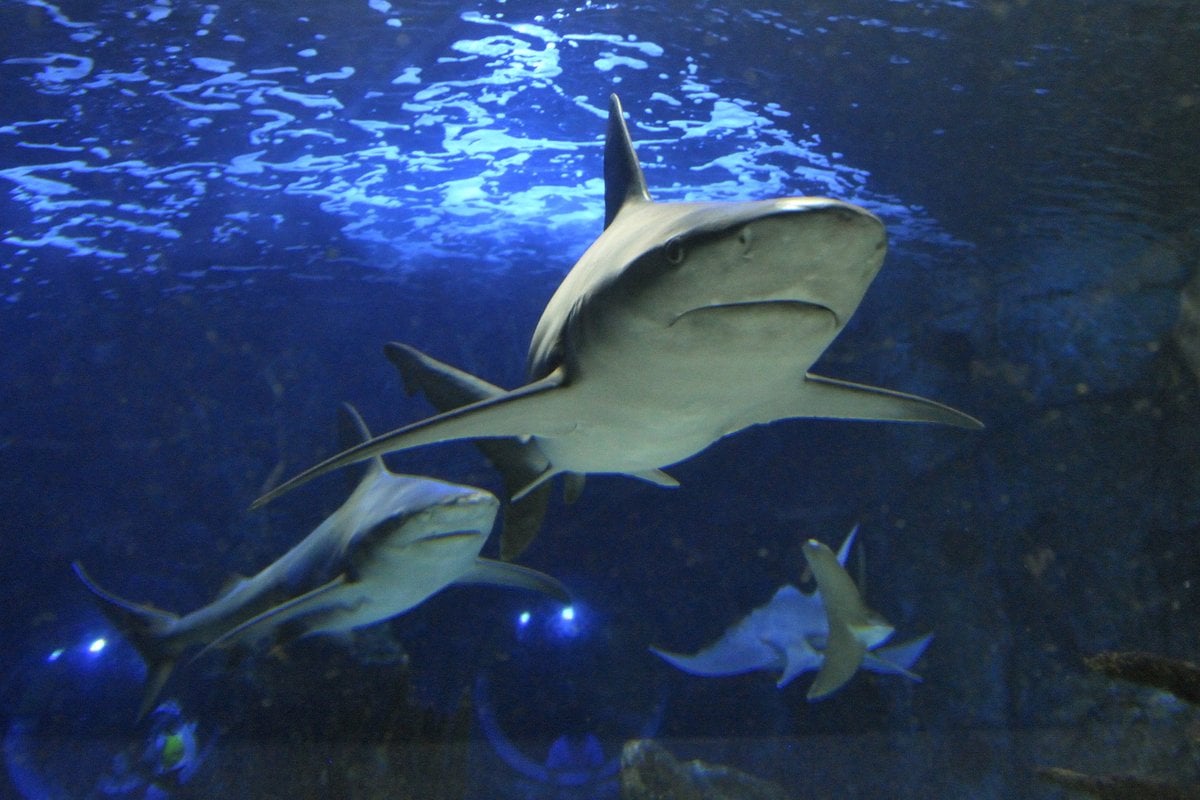 Newport Aquarium | The Best Aquariums