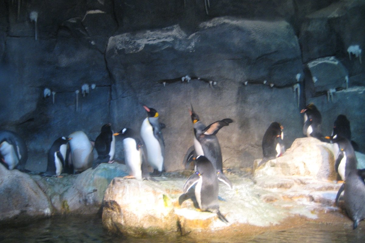 Pittsburgh Zoo & Aquarium | The Best Aquariums