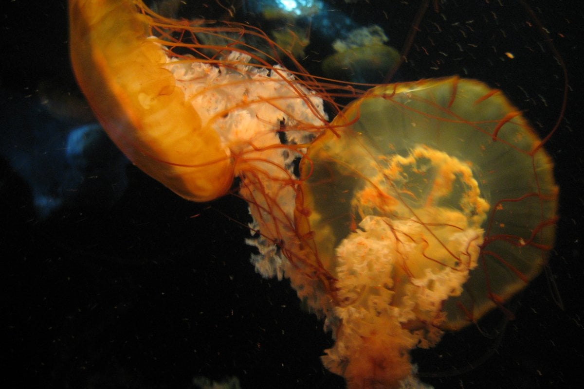 Pittsburgh Zoo & Aquarium | The Best Aquariums