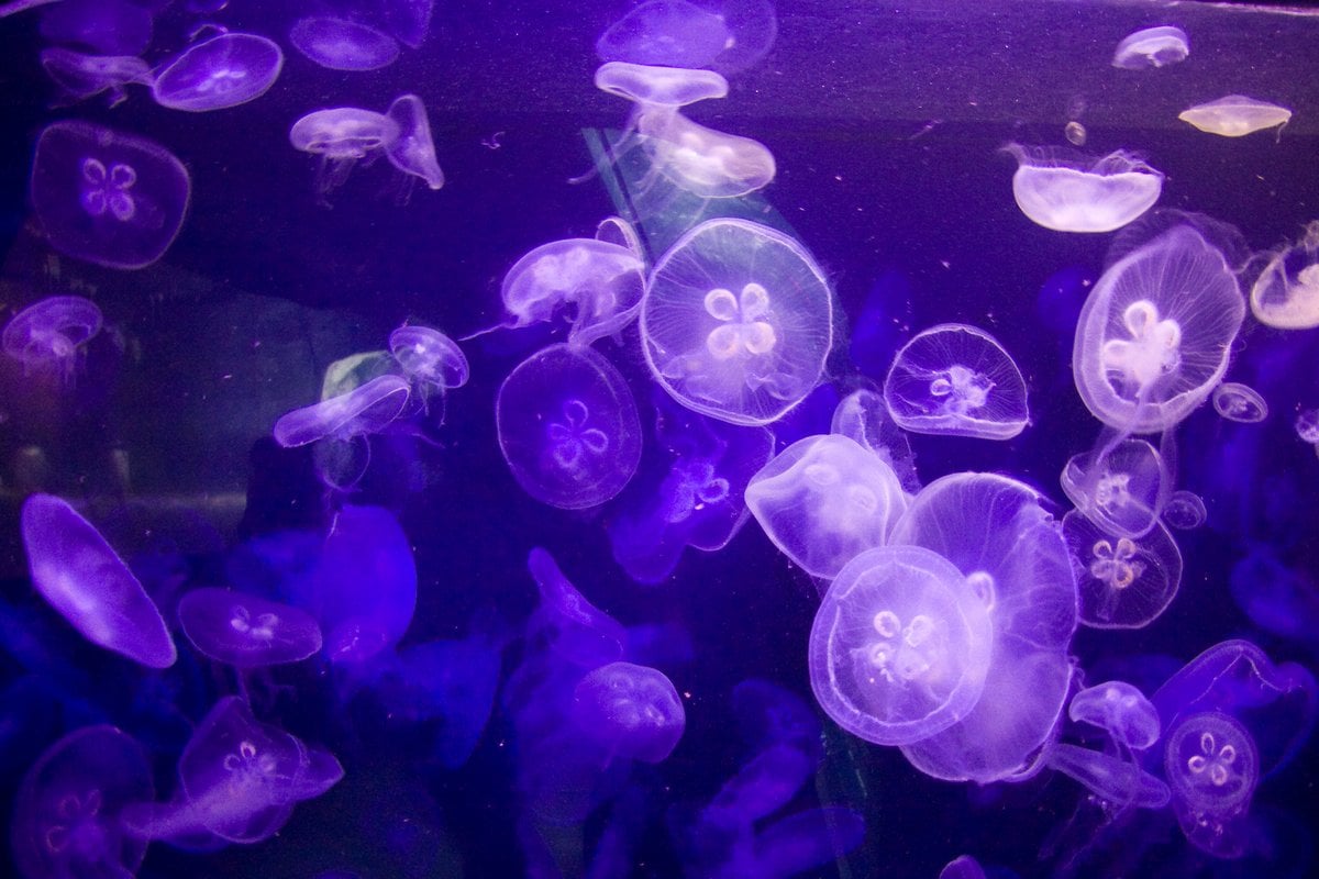Pittsburgh Zoo & Aquarium | The Best Aquariums