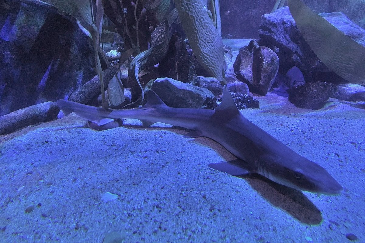 Sea Life Aquarium at Legoland California | The Best Aquariums