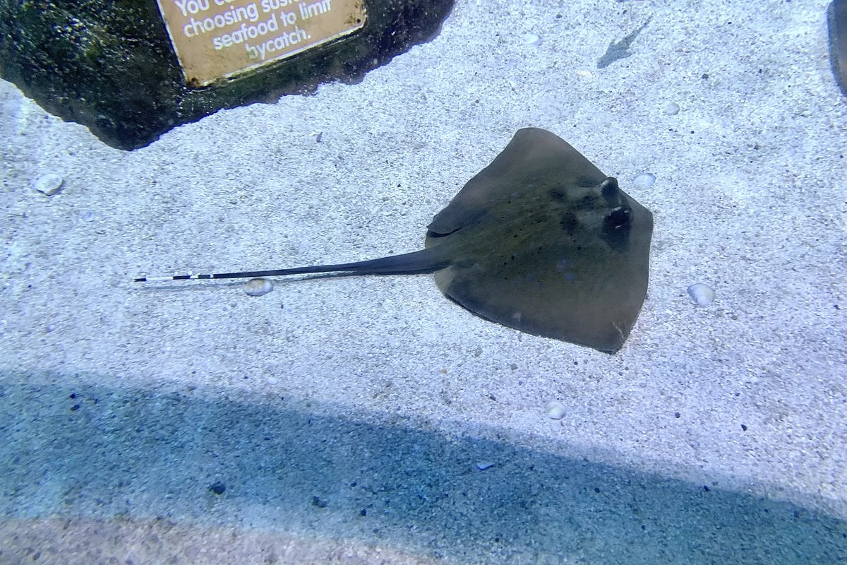 Sea Life Aquarium at Legoland California | The Best Aquariums