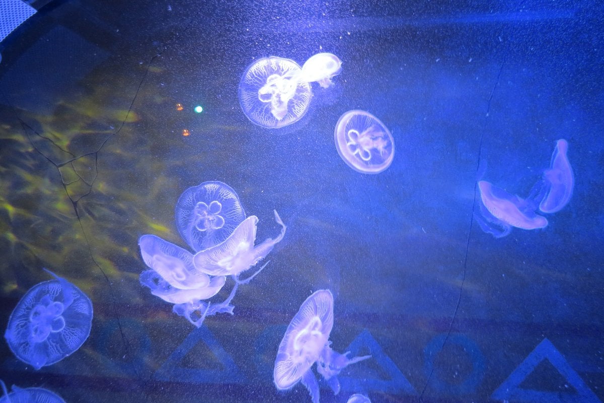 Sea Life Aquarium at Legoland California | The Best Aquariums